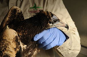 Acompañamos al pequeño Triguillo en su primer viaje migratorio hacia ...