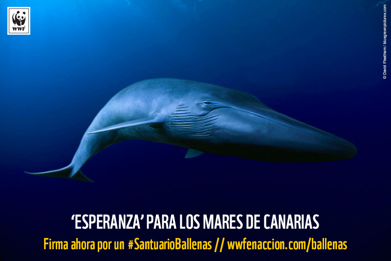 Ballena Azul Mas Grande