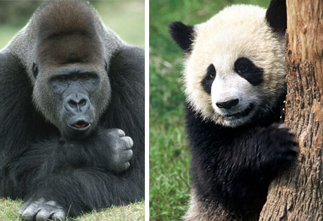 13 logros para la conservación del medio ambiente en 2013 | WWF España