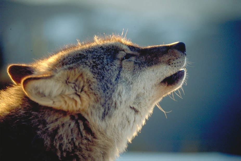 12 propuestas para la conservación del lobo de cara al 20D | WWF España