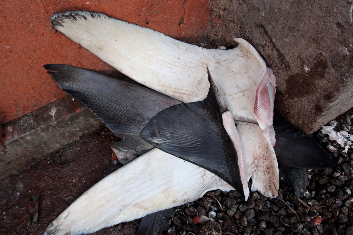 Según WWF, el pez espada del Mediterráneo está al borde del colapso ...