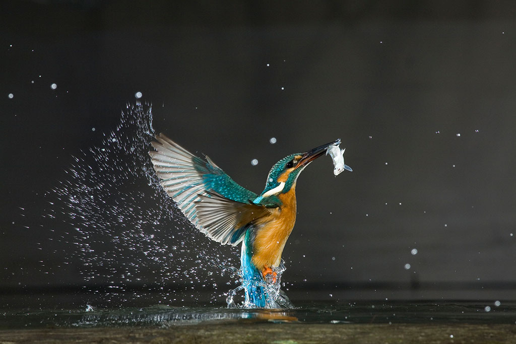 Ecologistas en Acción, SEO/BirdLife y WWF celebran que Europa se vuelca ... Ecologistas en Acción, SEO/BirdLife y WWF celebran que Europa se vuelca ...