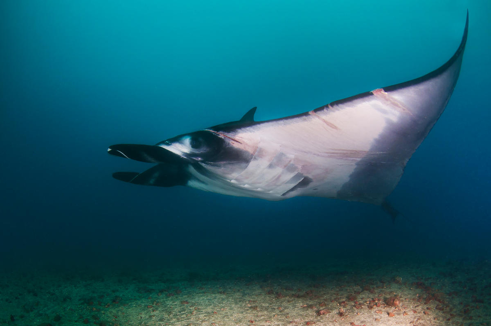 Especies y hábitats: rayas - Nuestro trabajo | WWF España