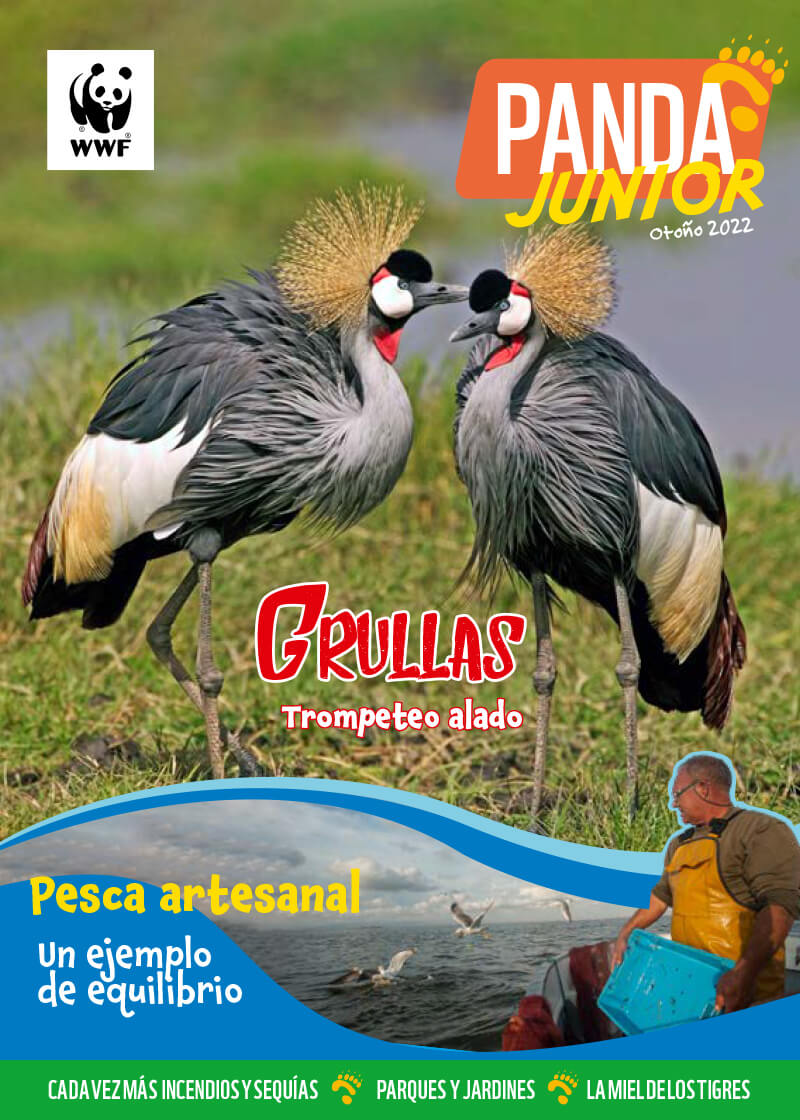 Panda Junior 50 | WWF España