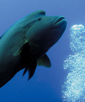 Pez napoleón: el gigante del arrecife | WWF España