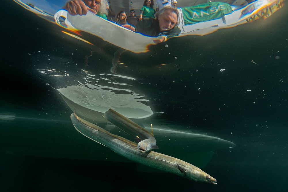 Liberamos 70 anguilas en el Mar Menor | WWF España