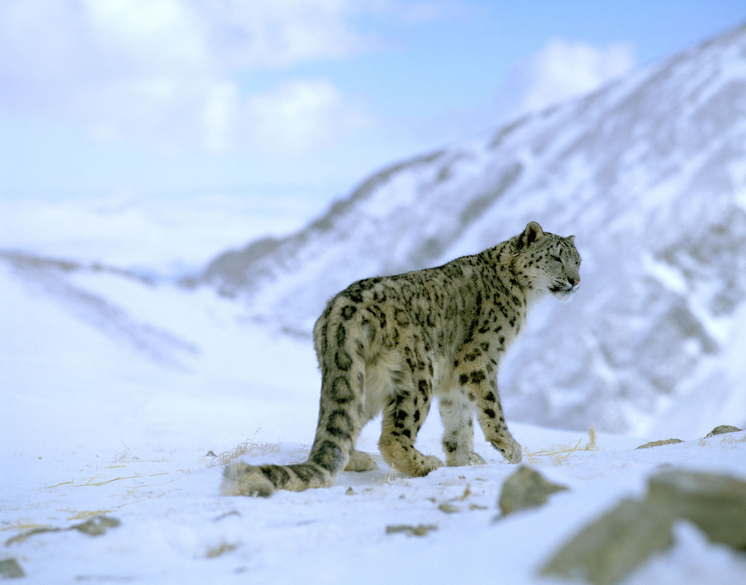 Crece la población de Leopardo de las Nieves en Bután en casi un 40% ...