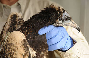Continúa la saga de los alimoches marcados por WWF con la liberación de ...